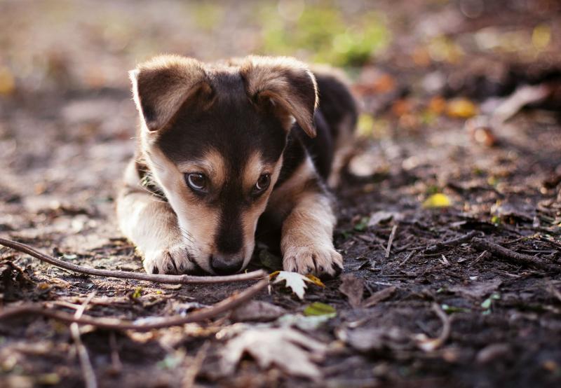 Nasvet veterinarke: Kar naj se pari s sosedovim, za ostalo komercialna ...