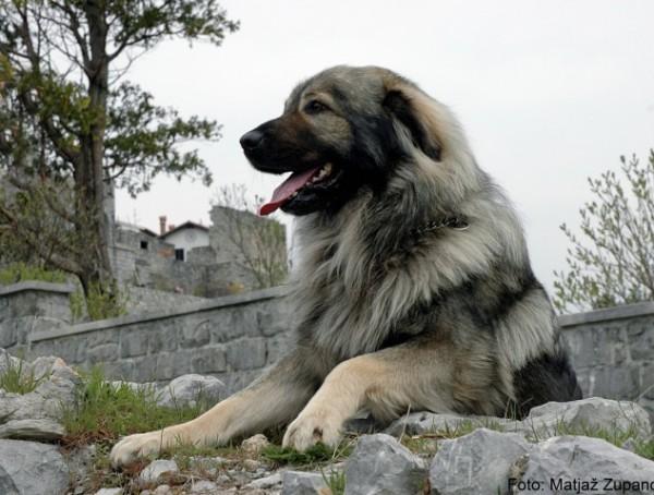 What dog breeds are indigenous to your country? In Greece these are the ...