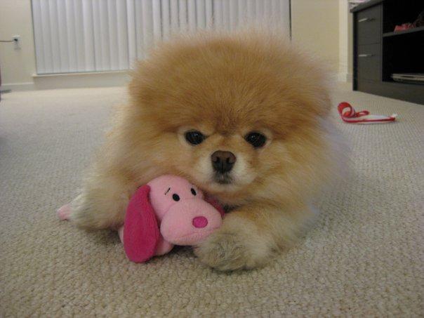 Boo - najslavnejši pes Facebook ere