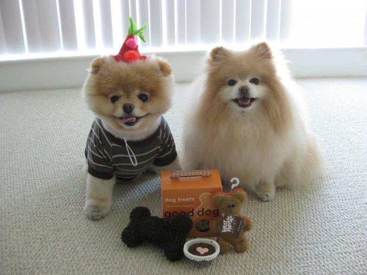 Boo - najslavnejši pes Facebook ere