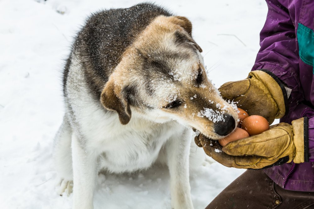 Jajca DA ali NE v pasji prehrani