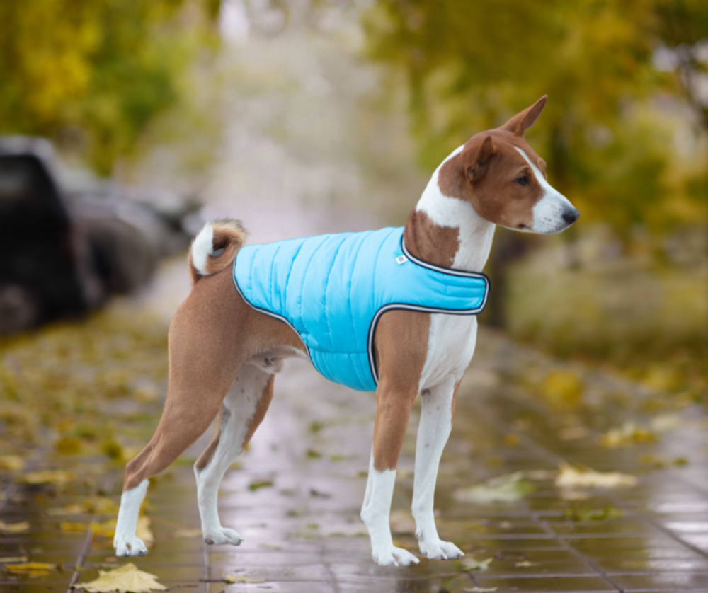 Kako zaščititi psa pred mrazom