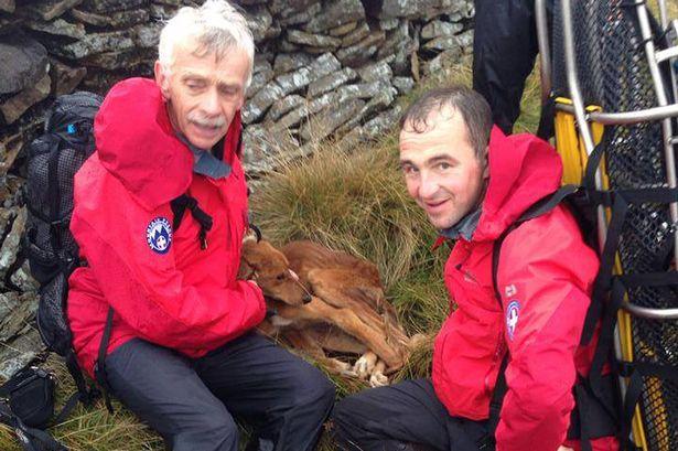 Lovski pes en mesec na hribu brez hrane